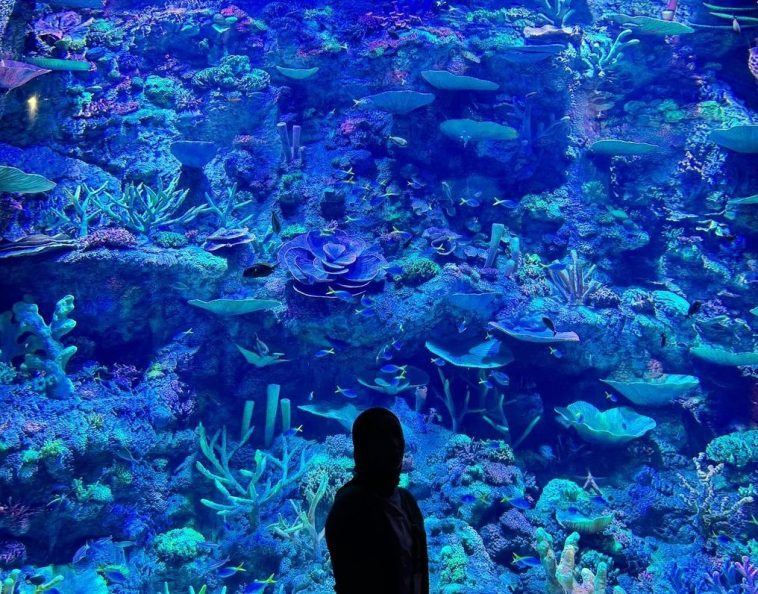 Mengenal BXSea, Akuarium Indoor Pertama di Tangerang Selatan - Haluan ...
