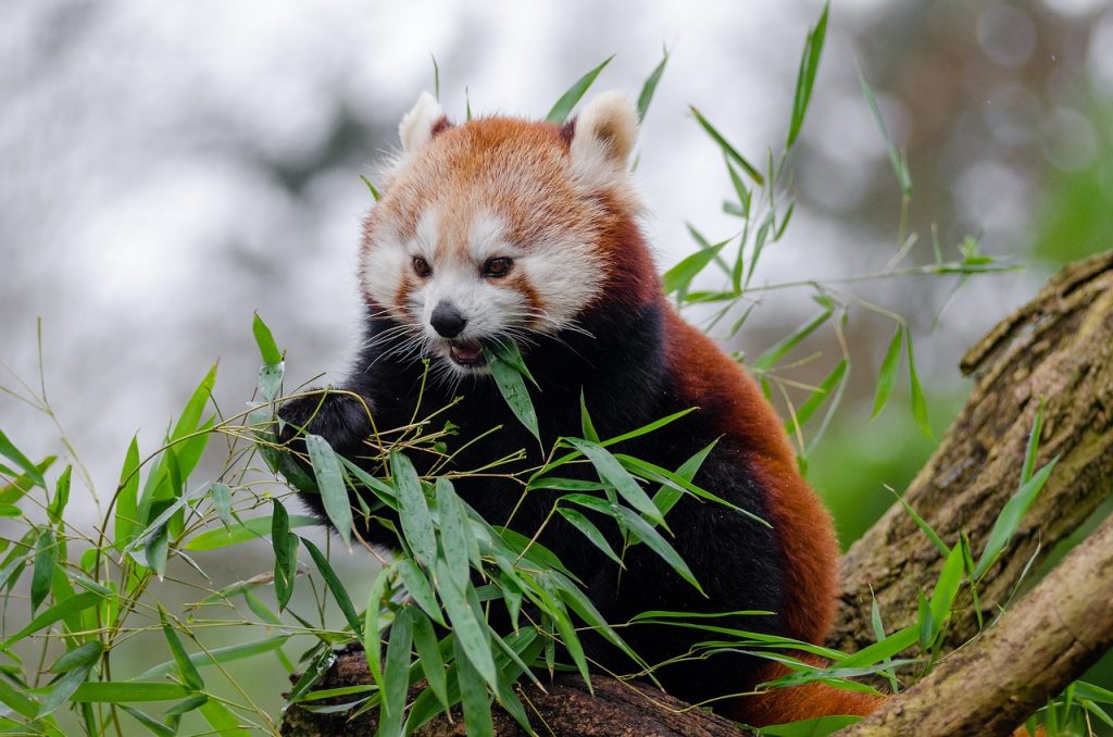6 Fakta Menarik Panda Merah yang Terancam Punah - Haluan Lifestyle
