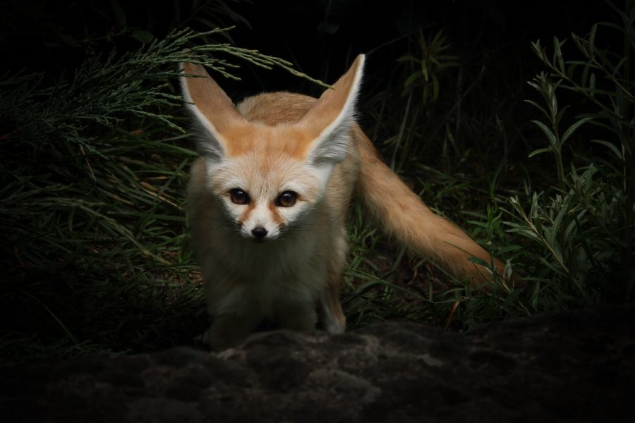 Mengenal Rubah Fennec, Binatang yang Sangat Menggemaskan - Haluan Lifestyle