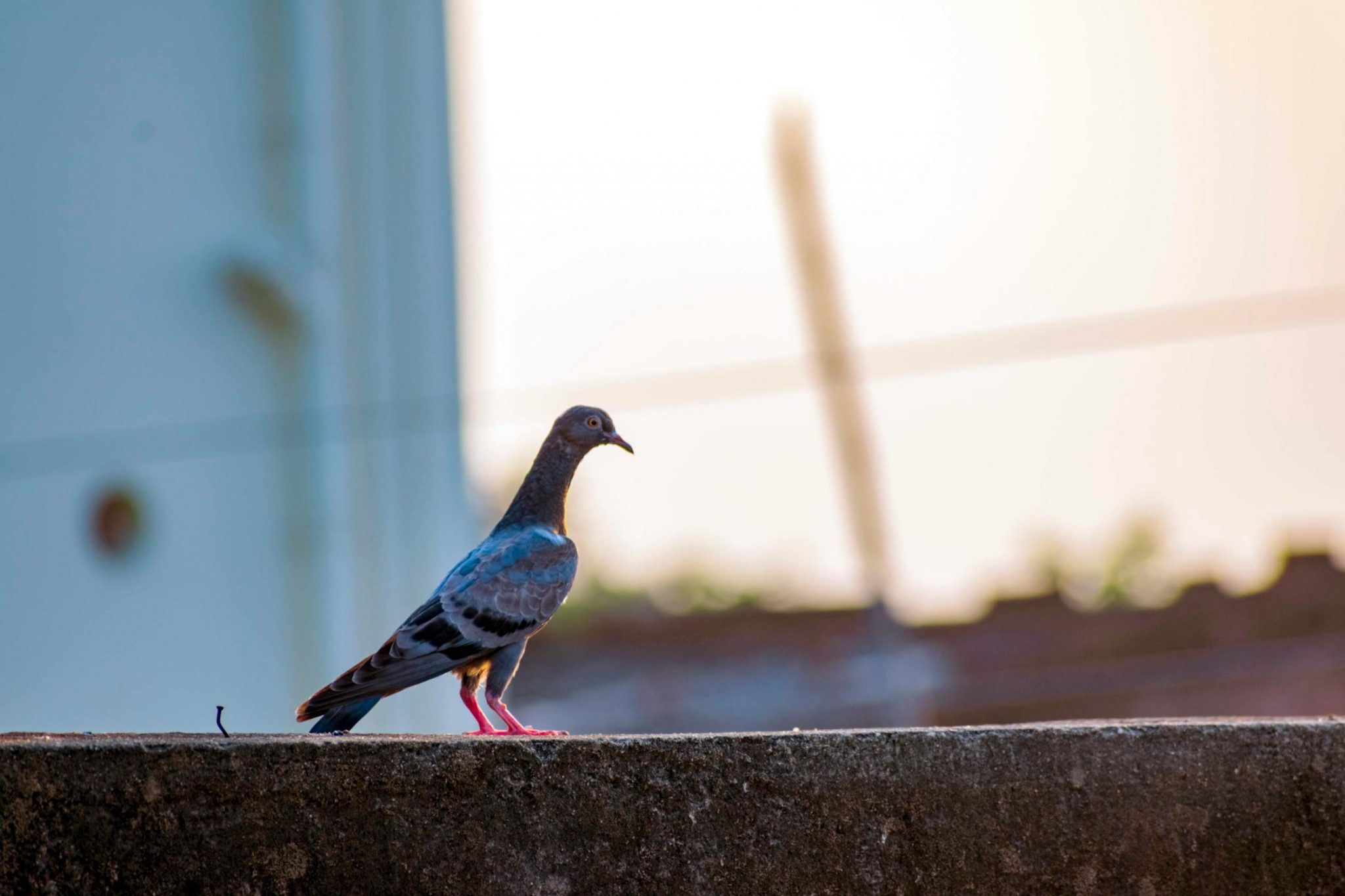 Burung Dara dan Burung Merpati, Apasih Perbedaan Mereka? - Haluan Lifestyle