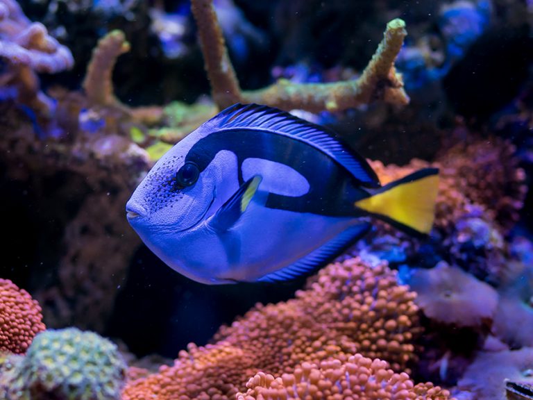 Mengenal Blue Tang, Ikan 'Dory' di Film Finding Nemo - Haluan Lifestyle