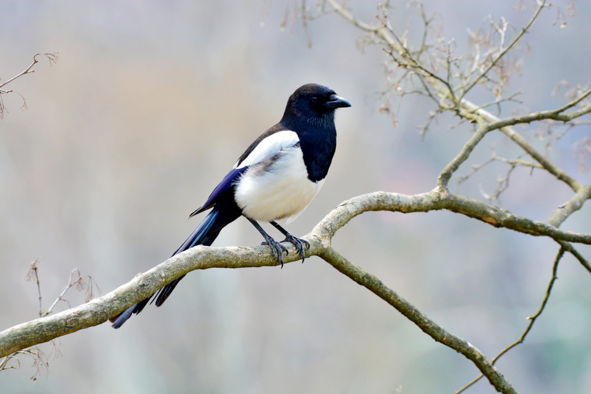 Mengenal Keunikan Burung Magpie asal Korea Selatan - Haluan Lifestyle