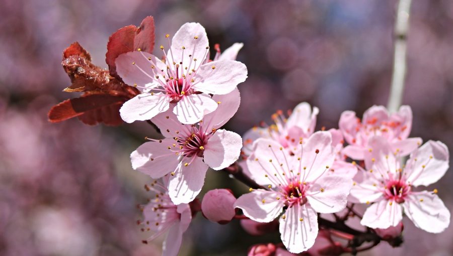 Mengenali Ciri-Ciri Tanaman Bunga Almond Blossom - Haluan Lifestyle