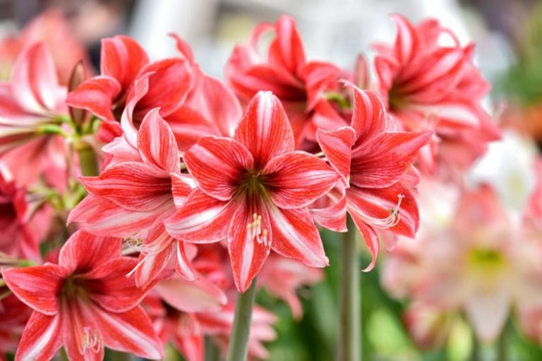 7 Macam Bunga Amaryllis dengan Warna yang Berbeda - Haluan Lifestyle