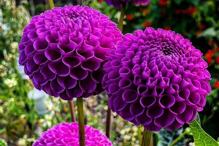 Cara Praktis dan Mudah Menanam Bunga Dahlia di Kebun Rumah - Haluan ...