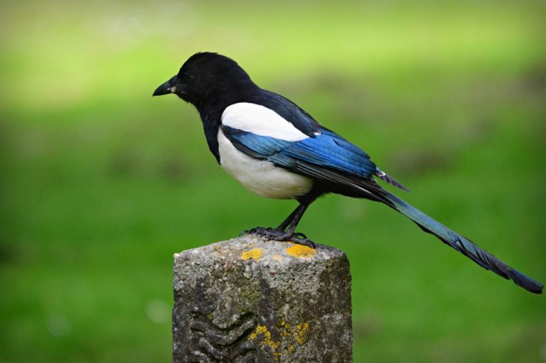 Mengenal Keunikan Burung Magpie asal Korea Selatan - Haluan Lifestyle