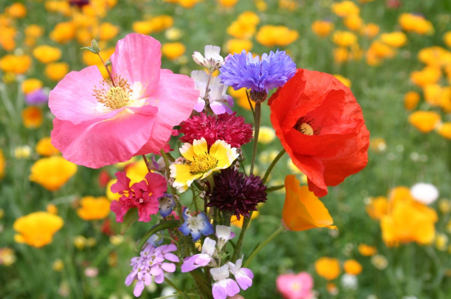 Kenali Jenis Wild Flower atau Bunga Liar yang Tak Kalah Indah Ini ...