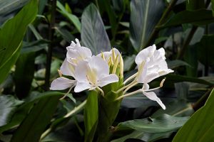 Tanaman Bunga Gandasuli, Bahan Dasar Pembuatan Minyak Atsiri yang Wangi ...