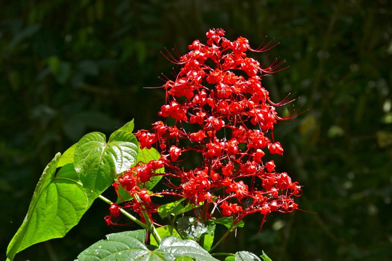 Ciri Khas Bunga Pagoda atau Clerodendrum Paniculatum yang Unik - Haluan ...