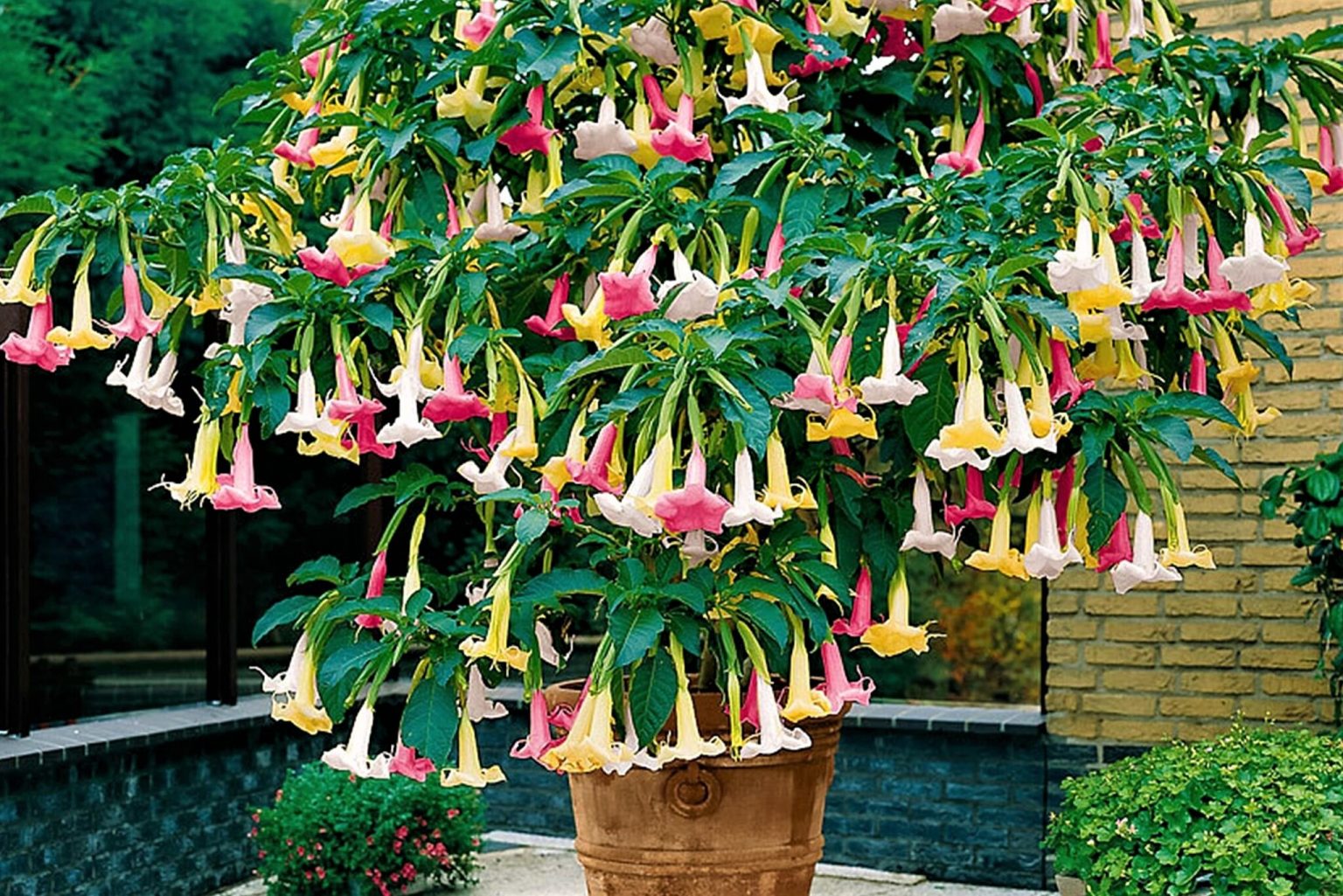 Morfologi Tanaman Bunga Terompet atau Brugmansia - Haluan Lifestyle