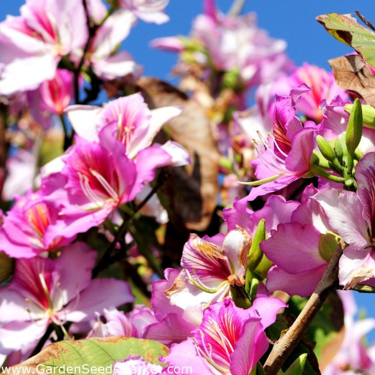Tanaman Bunga Phanera Variegata dengan Warna yang Cantik - Haluan Lifestyle