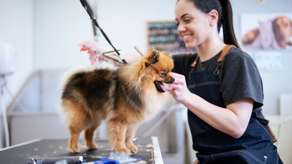 7 Manfaat Grooming untuk Kesehatan Anjing Kesayanganmu - Haluan Lifestyle