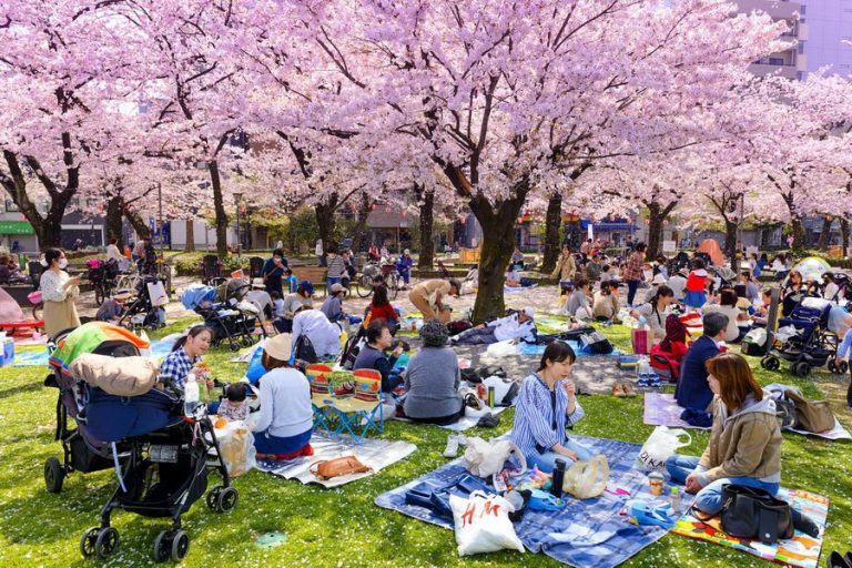 Tradisi Hanami, Serunya Menikmati Mekarnya Sakura di Jepang! - Haluan Lifestyle