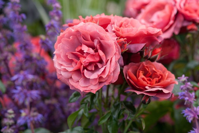 15 Jenis Bunga Mawar Cantik yang Cocok untuk Kebun - Haluan Lifestyle