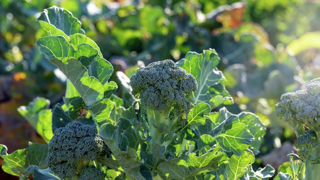 Cara Menanam Brokoli dan Kembang Kol dari Biji - Haluan Lifestyle