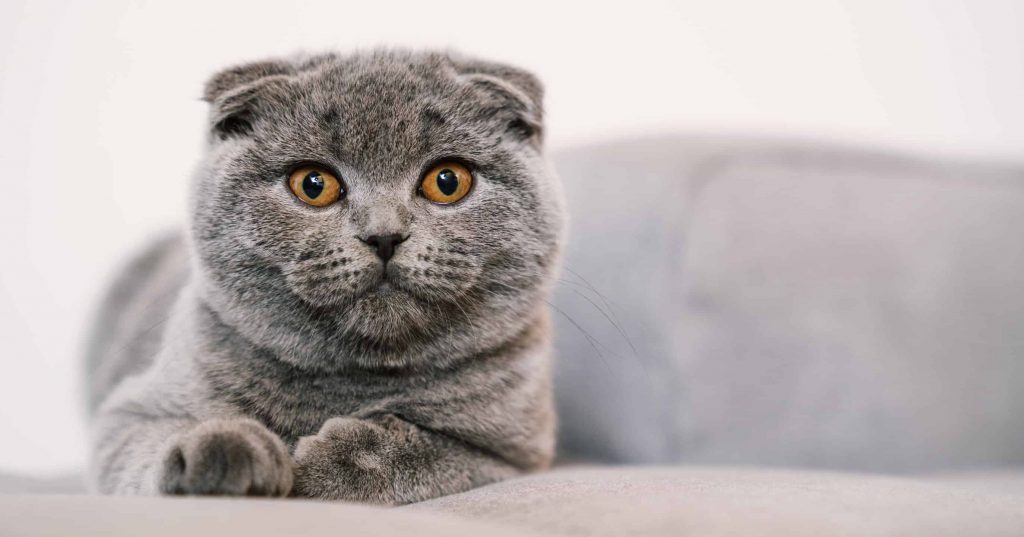 Fakta Unik Kucing Scottish Fold yang Bikin Gemas Maksimal - Haluan ...